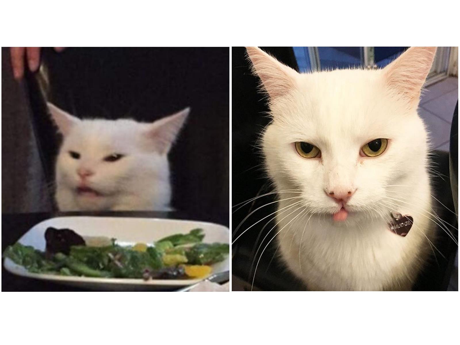 El gato de los memes tiene más de un millón de seguidores en Instagram ...