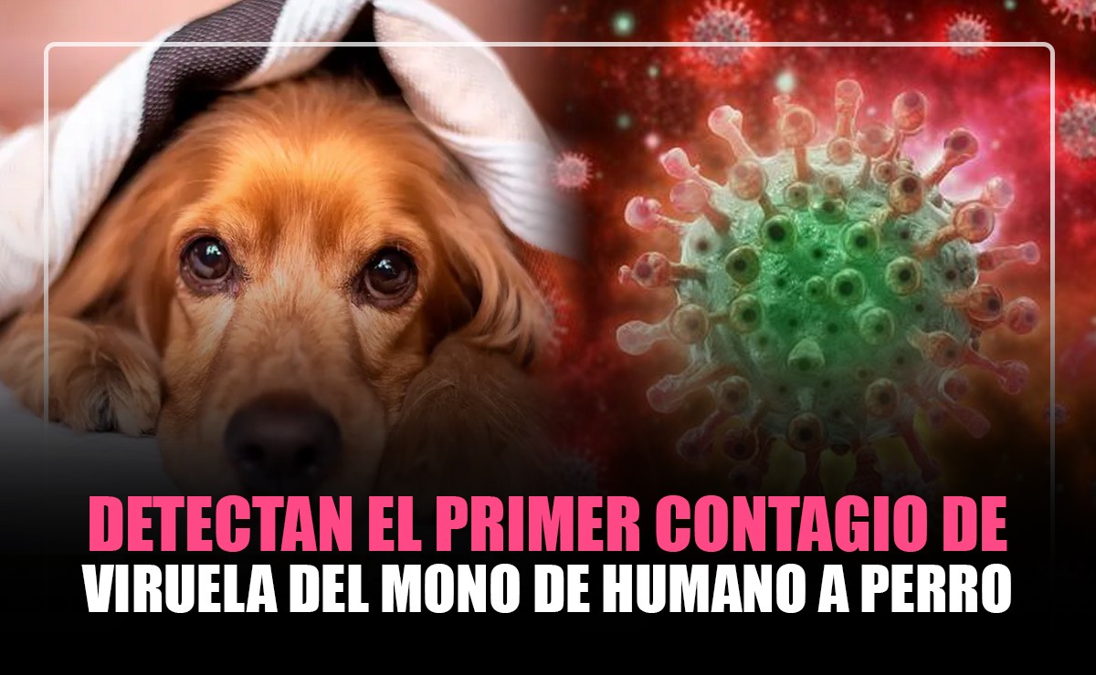 Detectan el primer contagio de viruela del mono de humano a perro ...