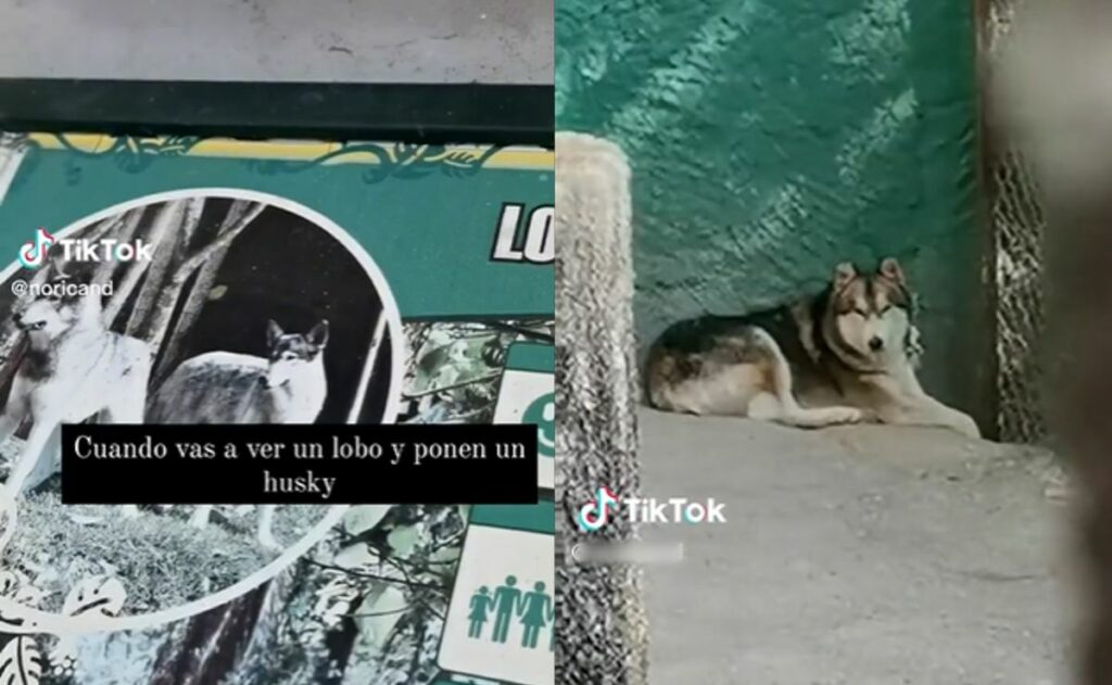 “Mintió en su CV” Zoológico hace pasar a un perro husky por un lobo ...