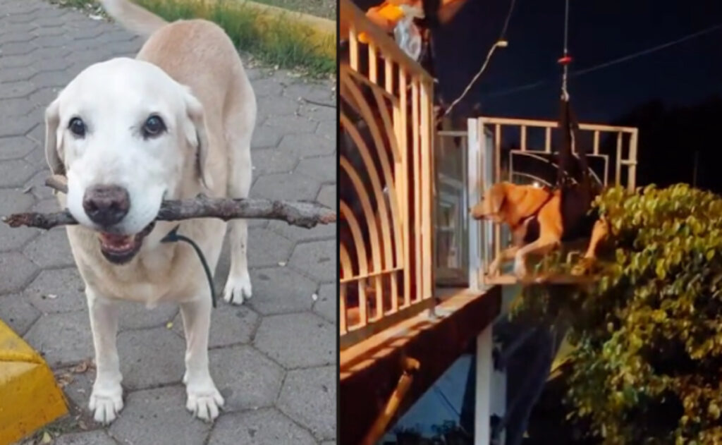 Familia tiene ingeniosa idea para ayudar a su mascota que no puede ...