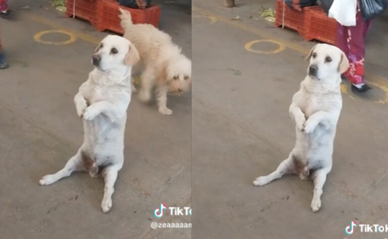 Perrito conmueve tras esperar ‘sentado’ frente a puesto de carnicería ...