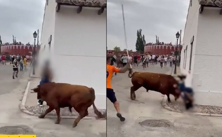 Mujer es embestida por un toro mientras estaba distraída con su celular ...