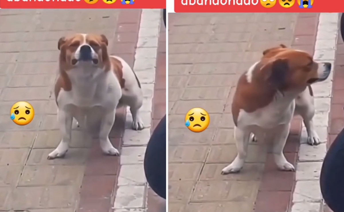 La reacción de perrito tras ser abandonado rompe el corazón de ...