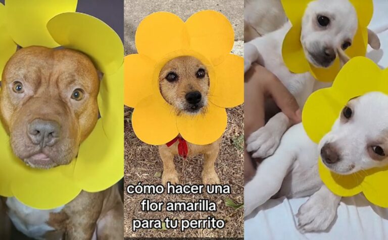 Perritos se hacen los nuevos protagonistas durante la tradición del 21 ...