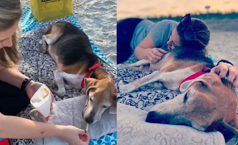 Familia conmueve tras despedirse de su perrito con emotivo paseo por la ...